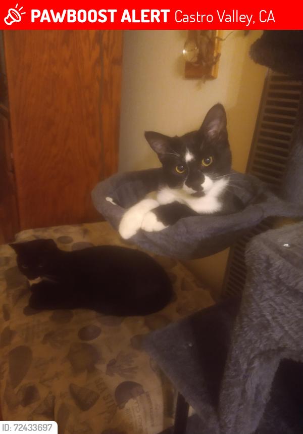 Castro Valley, CA Lost Female Cat, Bennie Is Missing | PawBoost