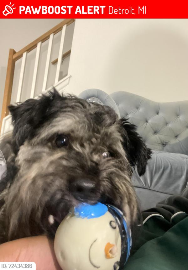 Detroit, MI Lost Male Dog, Roscoe Is Missing | PawBoost