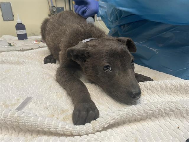 Pasadena, CA Lost Male Dog, Ricky Ricardo Is Missing | PawBoost