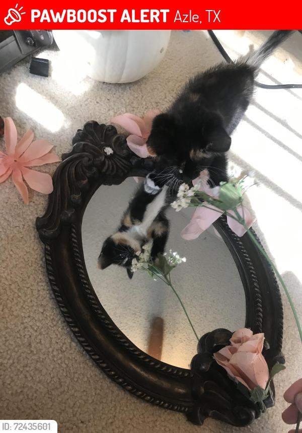 Azle, TX Lost Female Cat, Phoenix Is Missing | PawBoost