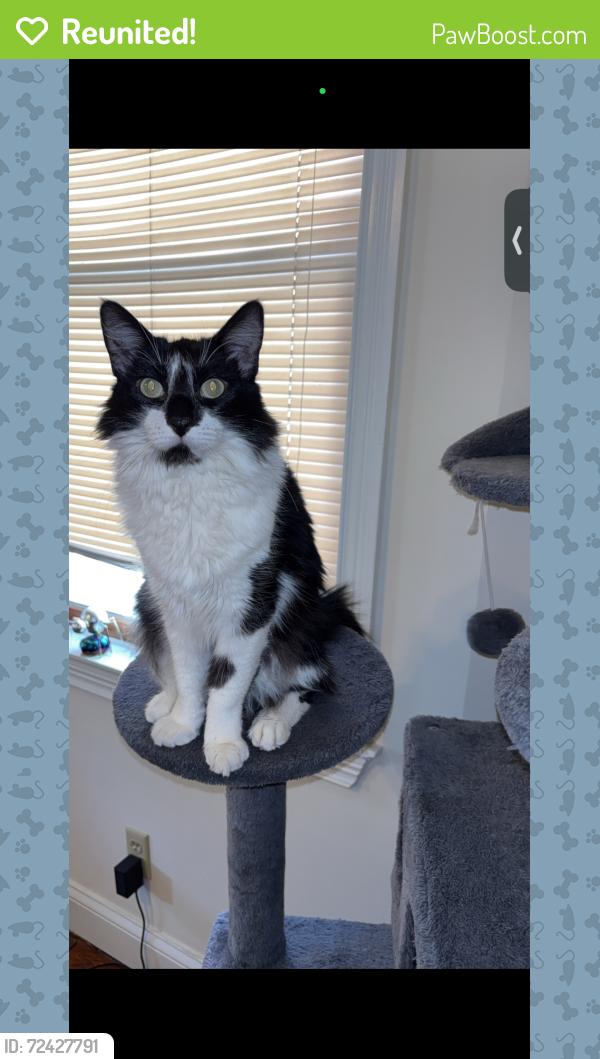 Reunited Male Cat in Cincinnati, OH 45223 (ID: 72427791) | PawBoost