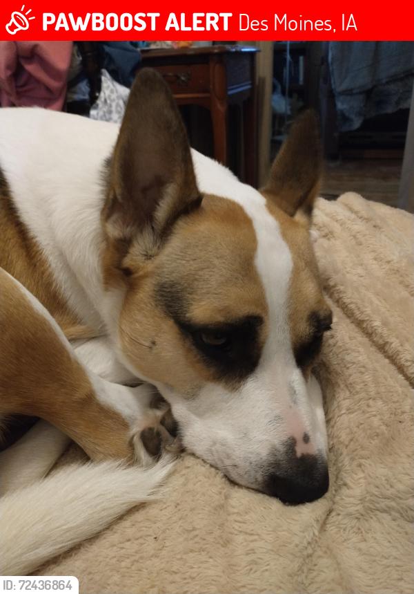 Des Moines, IA Lost Female Dog, Trubble Is Missing | PawBoost