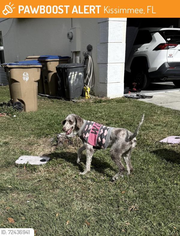 Kissimmee, FL Stray Female Dog Found Near Osceola point trail | PawBoost