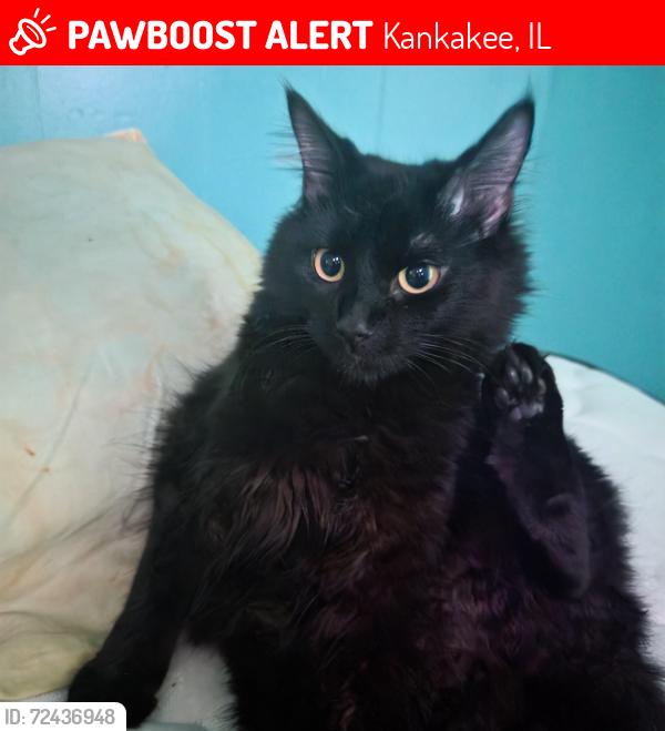 Kankakee, IL Lost Female Cat, Moonlight Is Missing | PawBoost