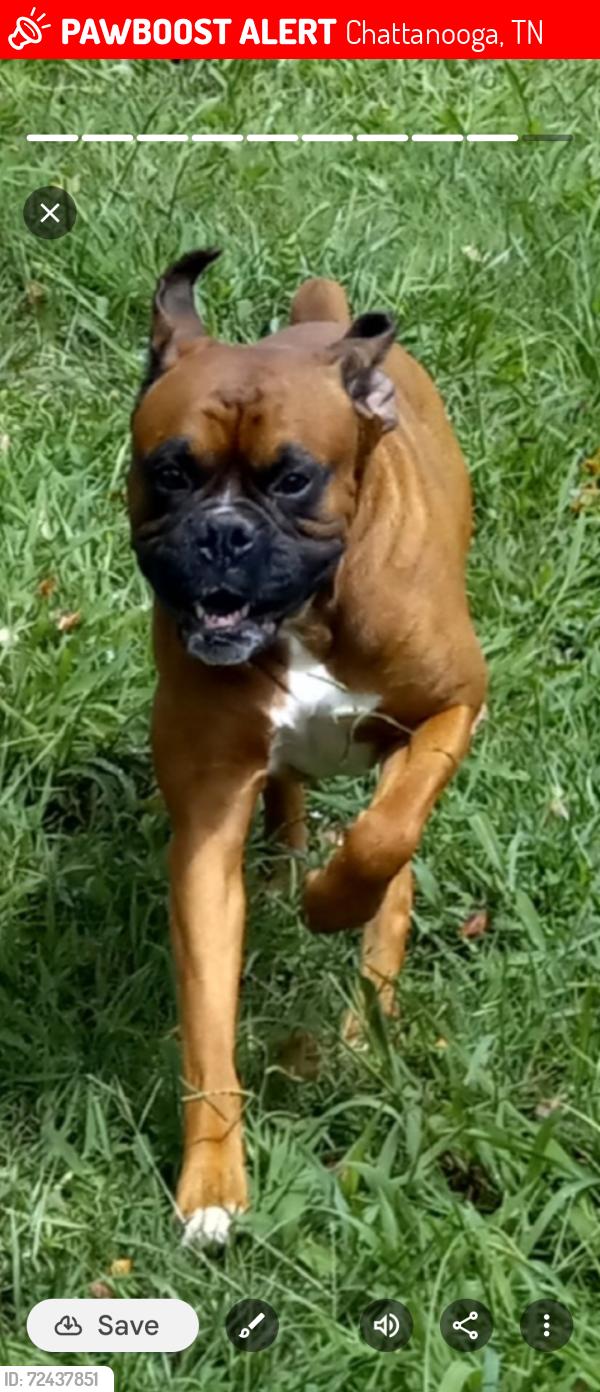 Chattanooga, TN Lost Male Dog, Lb Gunner Is Missing | PawBoost