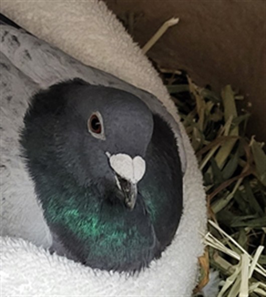 Los Angeles, CA Lost Bird, Ophelia Is Missing | PawBoost