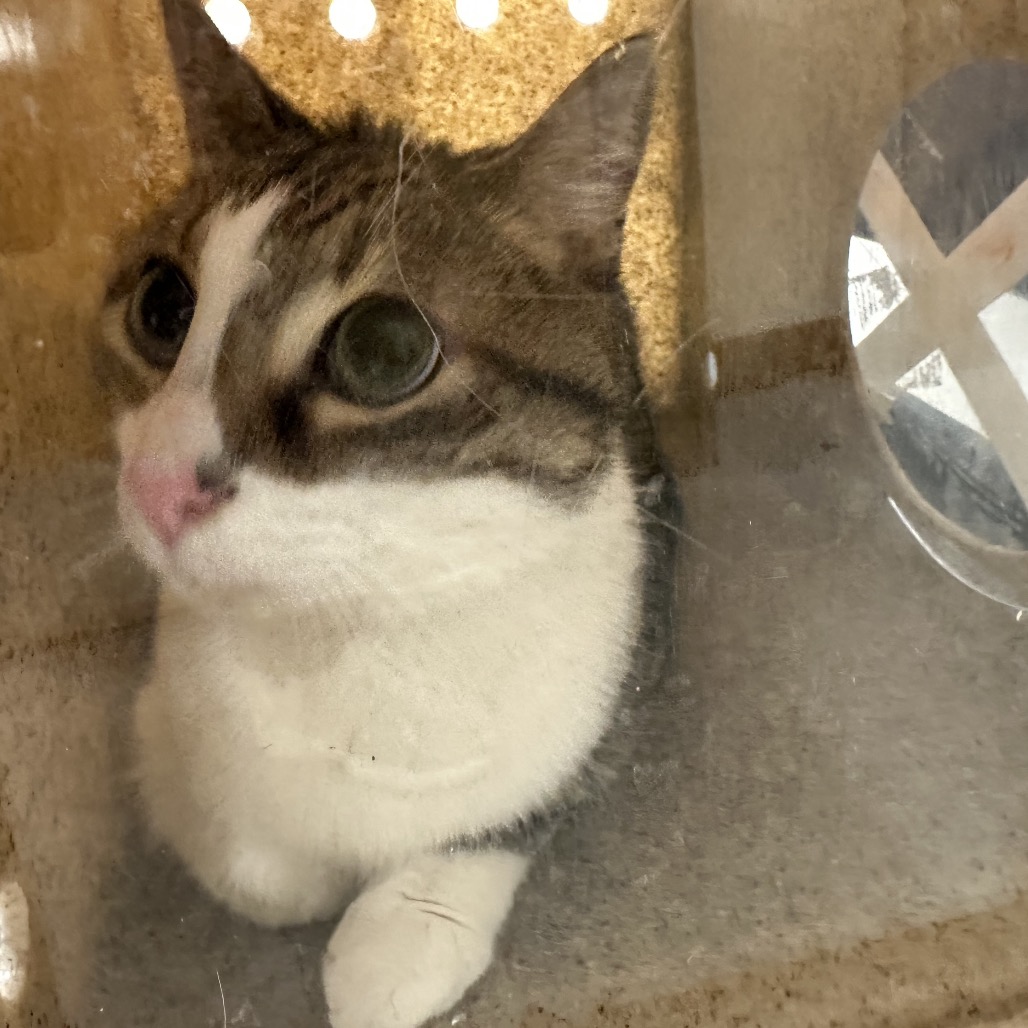 Philadelphia, PA Lost Cat, Gojo Is Missing | PawBoost