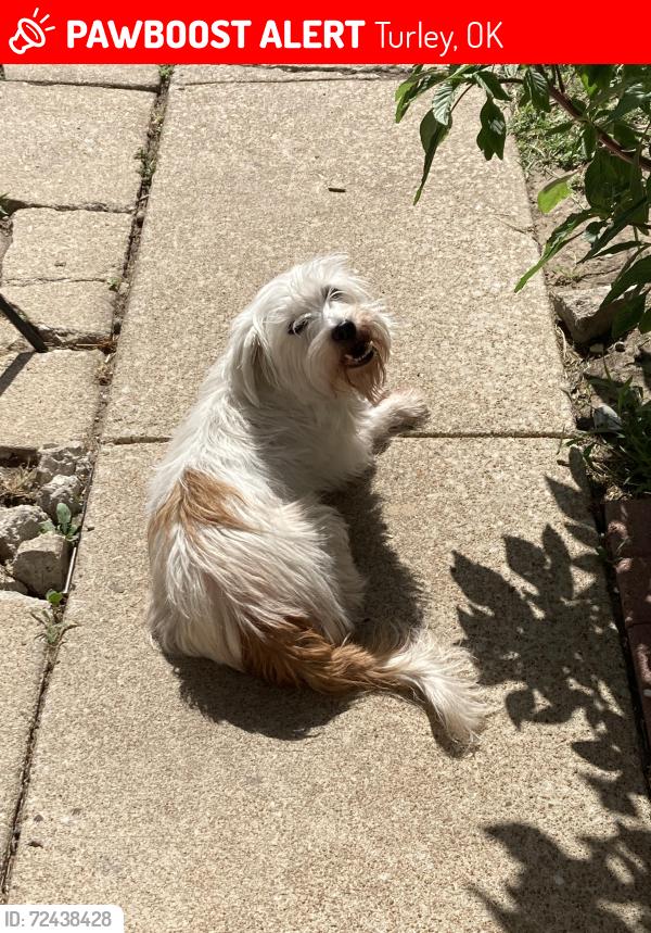 Turley, OK Lost Female Dog, Abby Is Missing | PawBoost