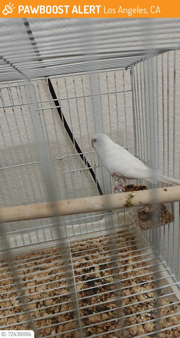 Los Angeles, CA Stray Bird Found Near Harbor Village | PawBoost