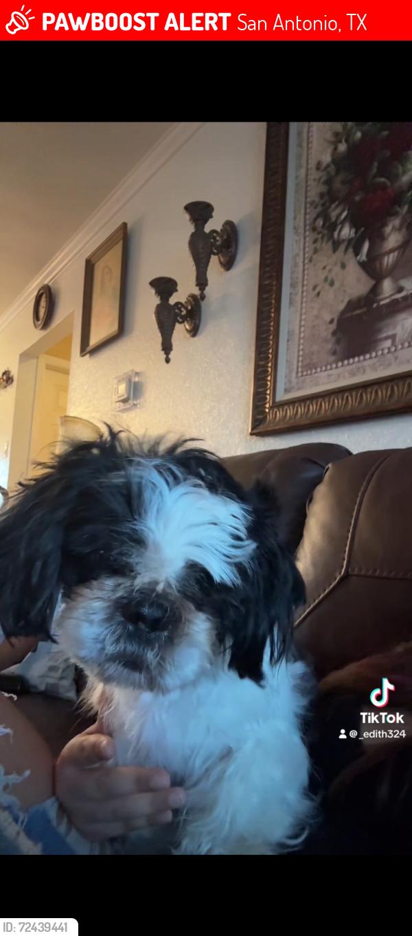 San Antonio, TX Lost Male Dog, Peluchin Is Missing | PawBoost