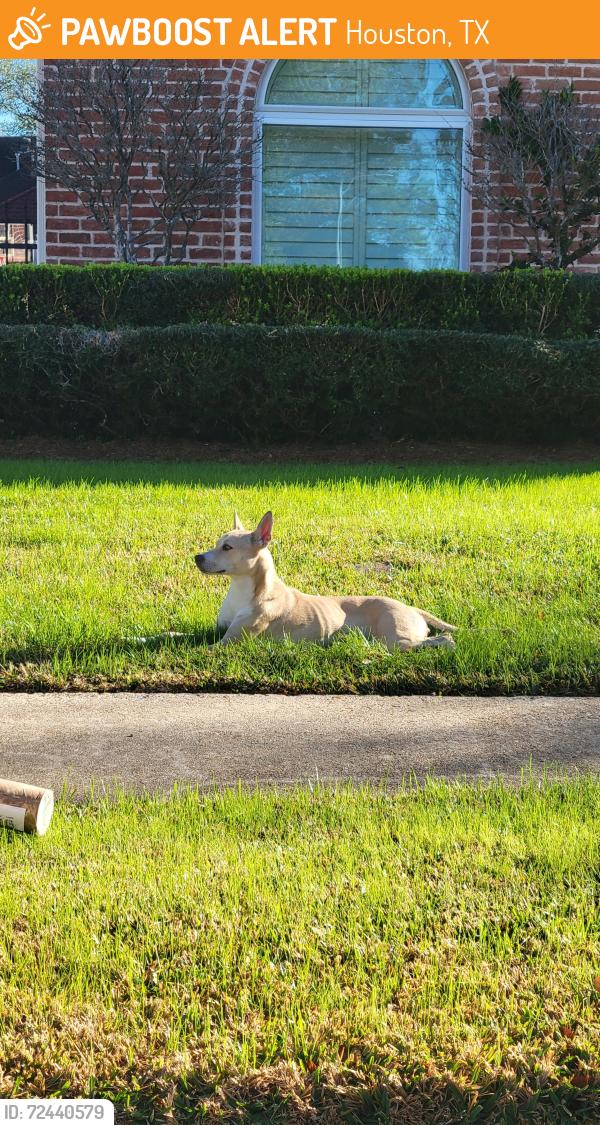 Houston, TX Stray Female Dog Found Near Lashbrook Drive and Clearfork ...