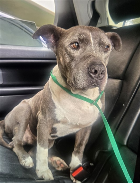 Los Angeles, CA Lost Male Dog, Freeway Is Missing | PawBoost