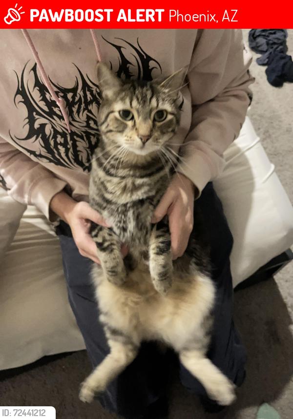 Phoenix, AZ Lost Male Cat, Karl Is Missing | PawBoost