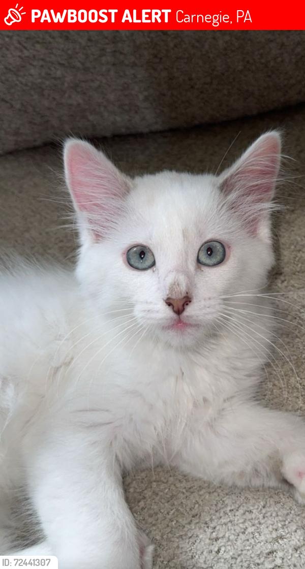 Carnegie, PA Lost Female Cat, Luna Is Missing | PawBoost