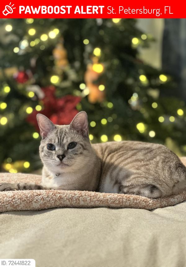 St. Petersburg, FL Lost Female Cat, Layla Is Missing | PawBoost