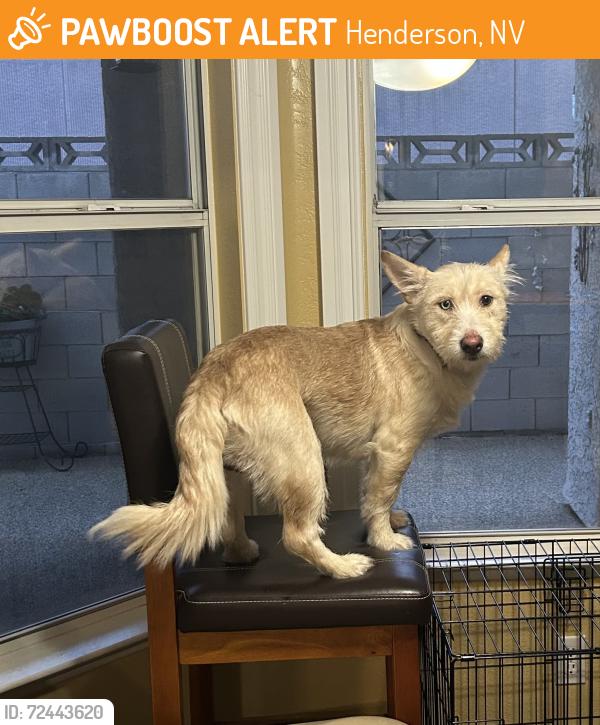 Henderson, NV Stray Dog Found Near Quiet Desert and Wigwam Henderson ...