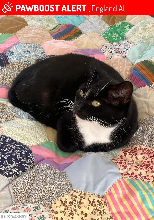 Lost Female Cat, Camara Is Missing | PawBoost