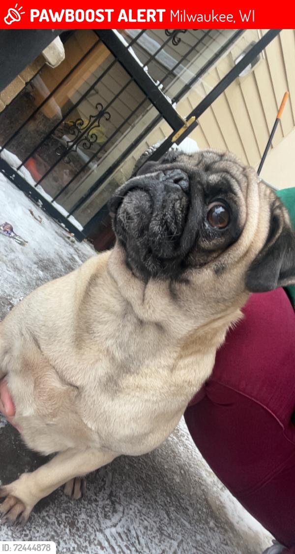 Milwaukee, WI Lost Female Dog, Mocha Is Missing | PawBoost