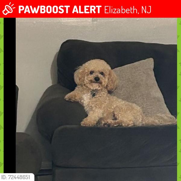 Elizabeth, NJ Lost Male Dog, Noodles Is Missing | PawBoost