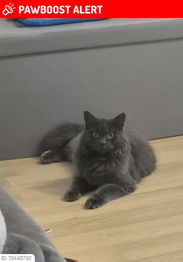 Saint Mellons, Wales Lost Female Cat, Luna Is Missing | PawBoost
