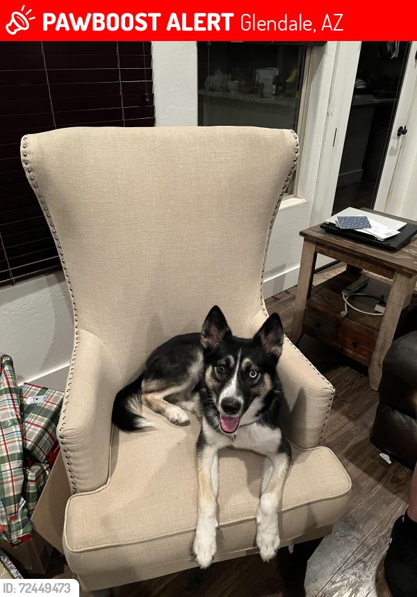 Glendale, AZ Lost Female Dog, Delilah Is Missing | PawBoost