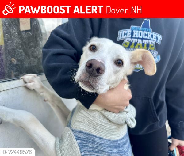 Dover, NH Lost Male Dog, Wilson Is Missing | PawBoost