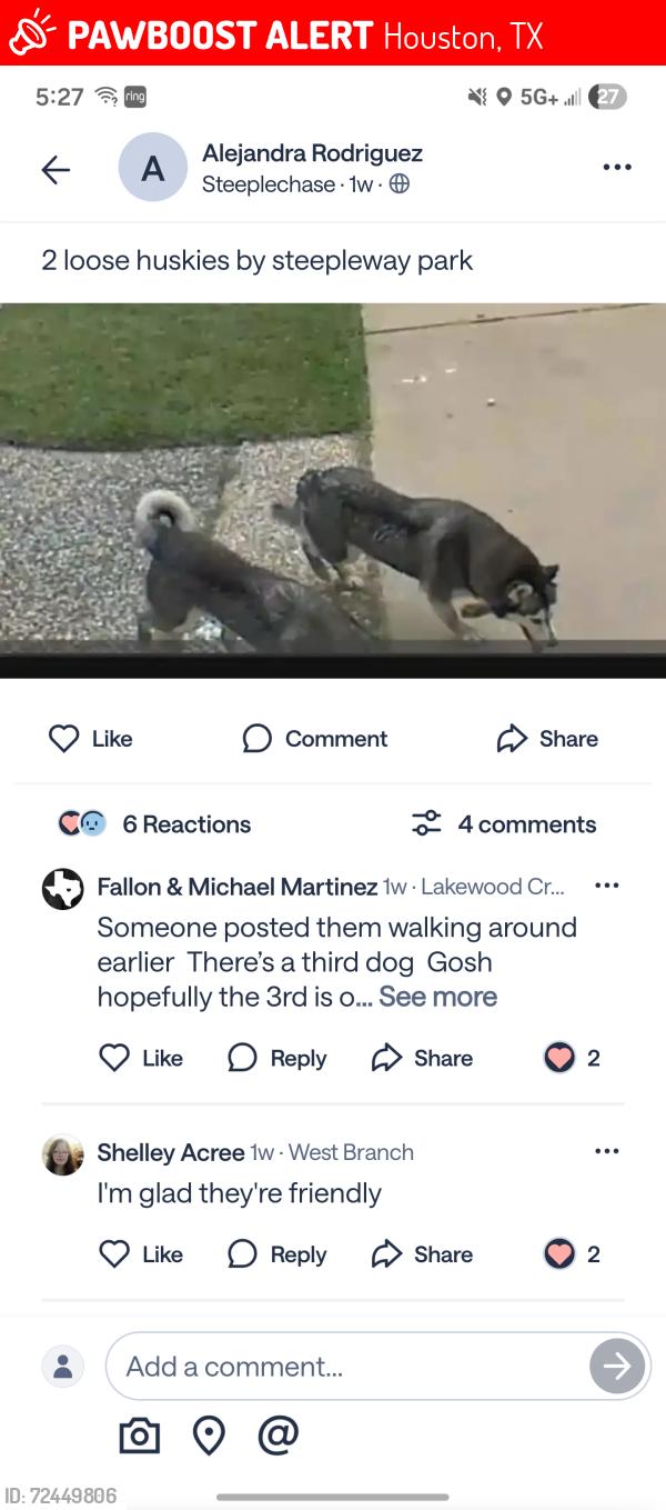 Houston, TX Lost Female Dog, Luna Is Missing | PawBoost