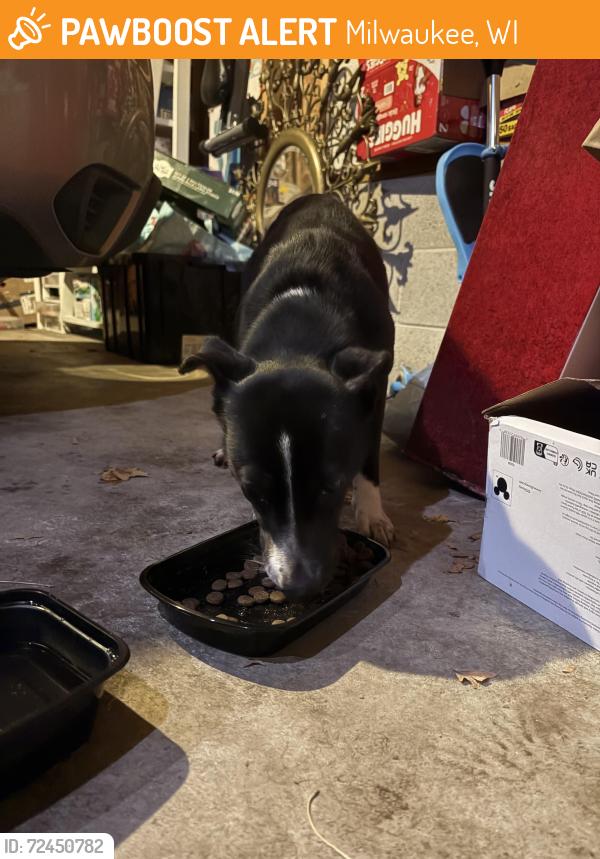 Milwaukee, WI Stray Female Dog Found Near 64ty | PawBoost