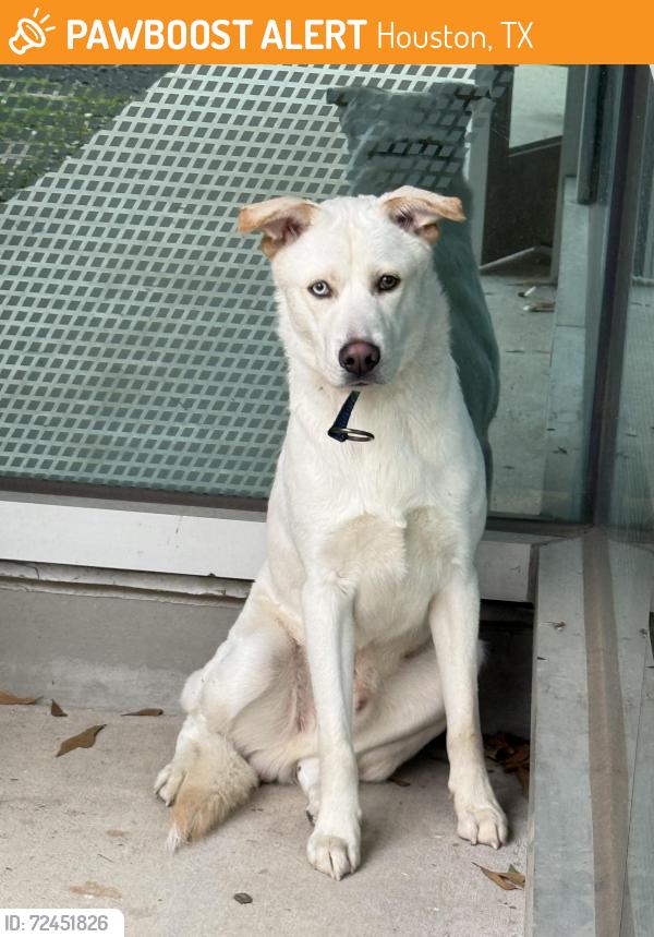 Houston, TX Stray Male Dog Found Near Hwy 249 and Louetta | PawBoost