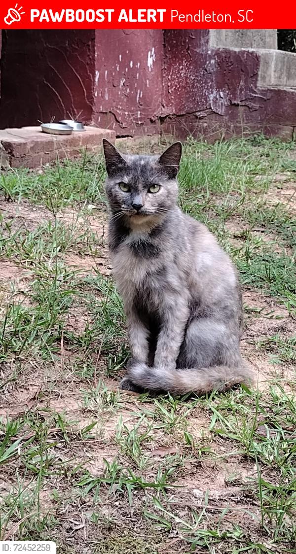 Pendleton, SC Lost Female Cat, Shadow Is Missing | PawBoost