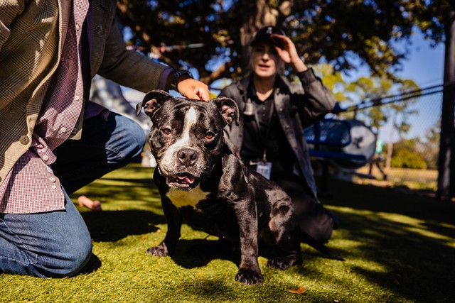 Orlando, FL Lost Male Dog, *Don Jon Is Missing | PawBoost