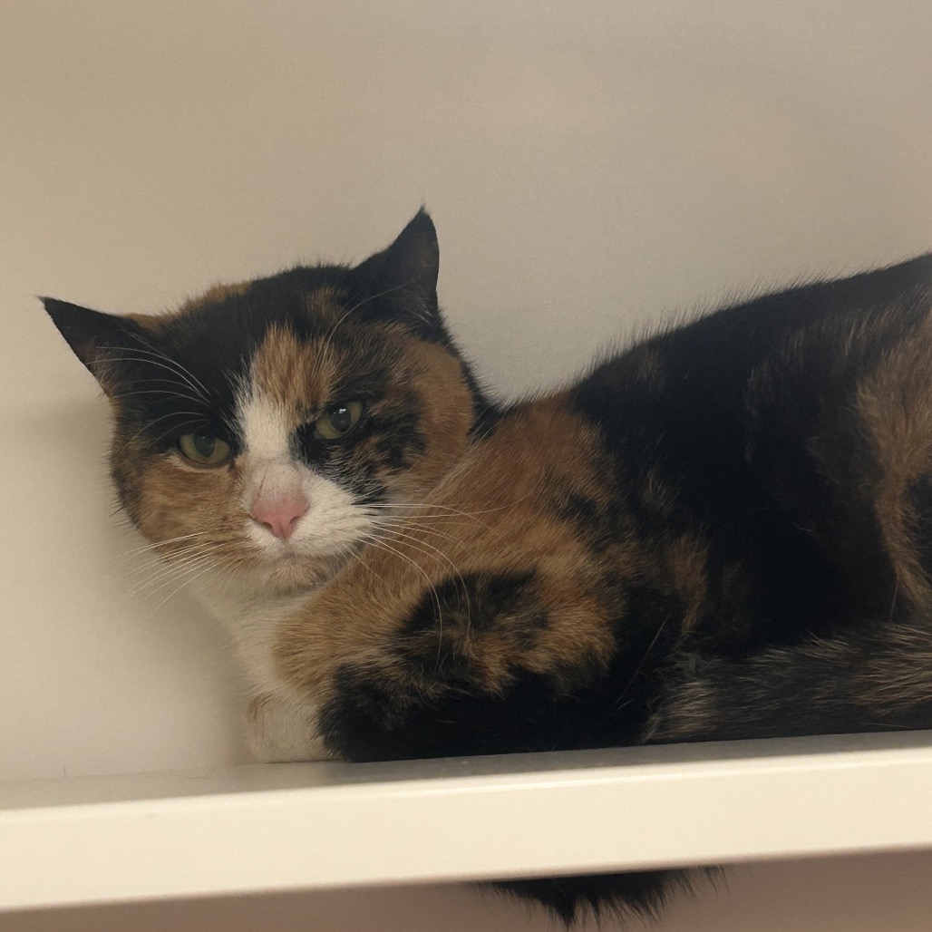 Philadelphia, PA Lost Female Cat, Steakhouse Is Missing | PawBoost