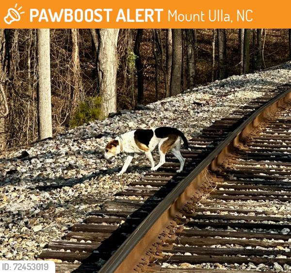 Mount Ulla, NC Stray Dog Found Near Just past the Coble milk sign ...