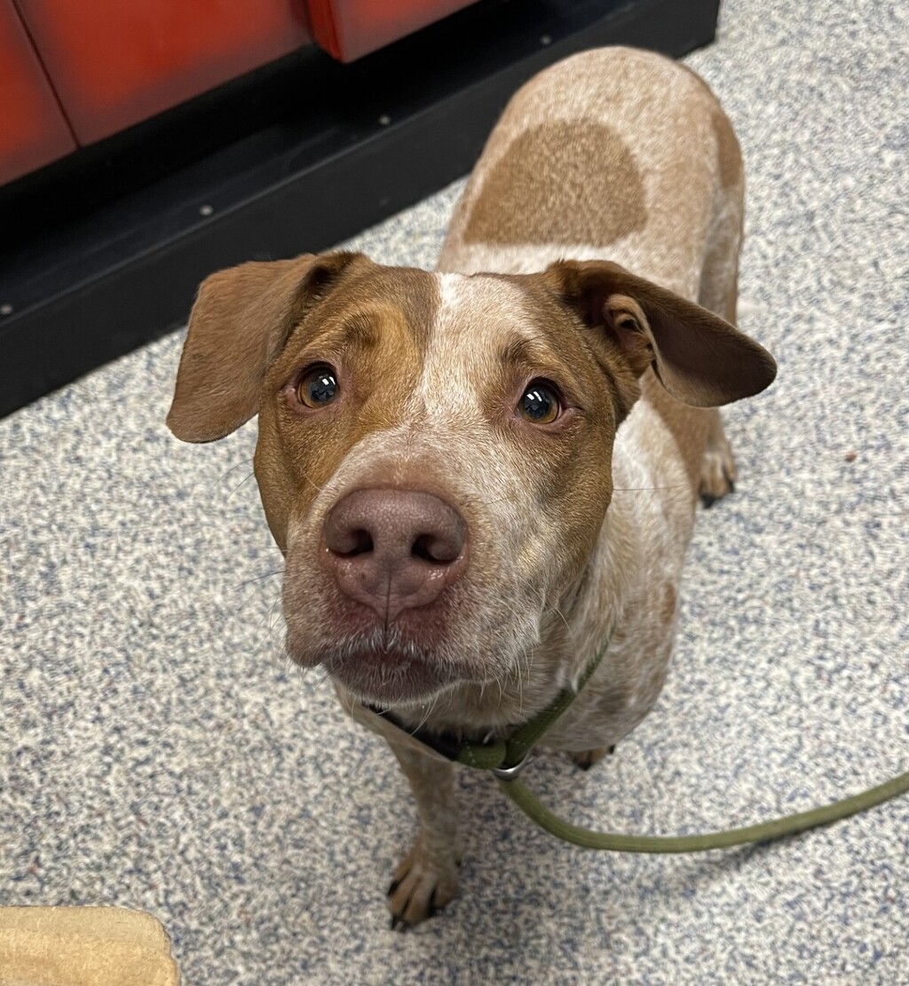 Golden, CO Lost Male Dog, sb_319756 Is Missing | PawBoost