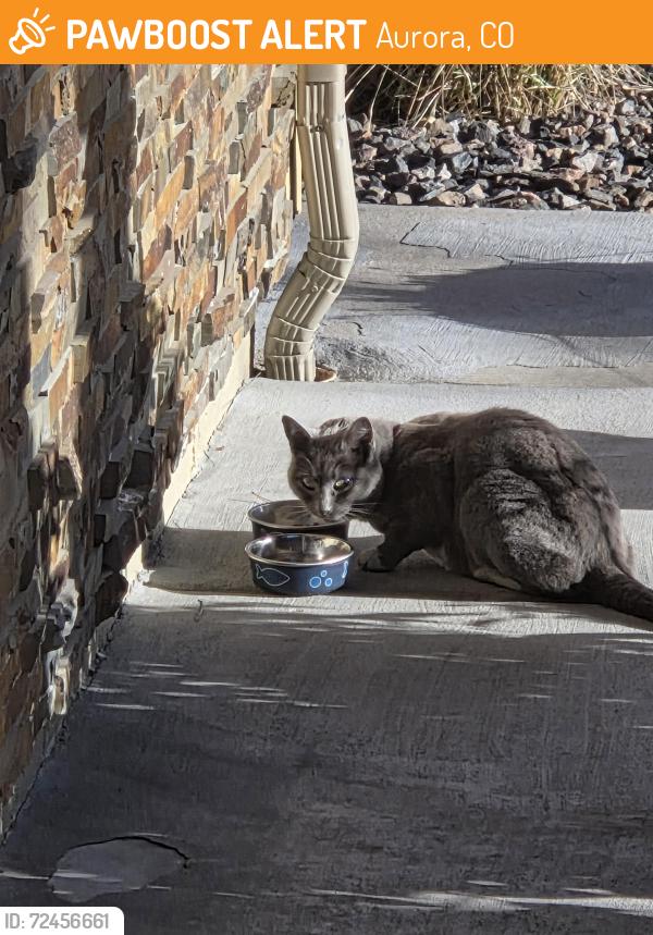 Aurora, CO Stray Cat Found Near Naples Way& Purdue place | PawBoost
