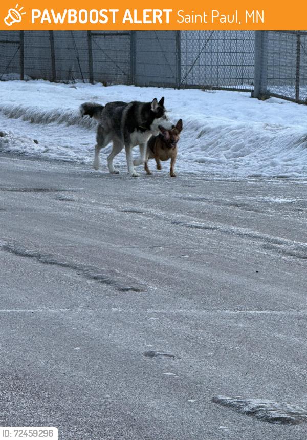 Saint Paul, MN Stray Dog Found Near Homer | PawBoost