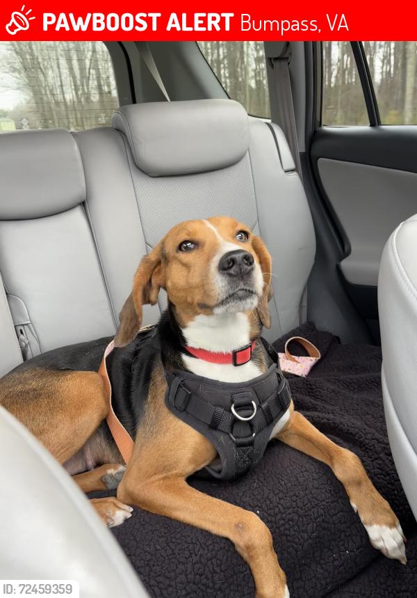 Bumpass, VA Lost Female Dog, Celeste (cece) Is Missing | PawBoost