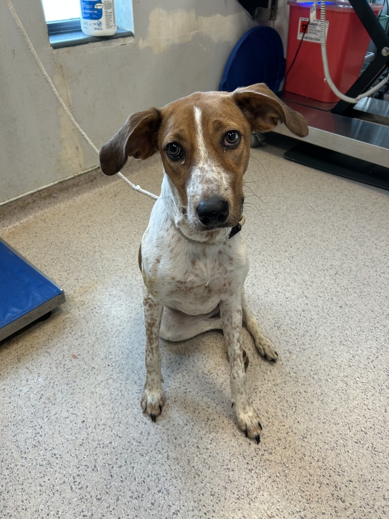 New York, NY Lost Female Dog, Petra Is Missing | PawBoost