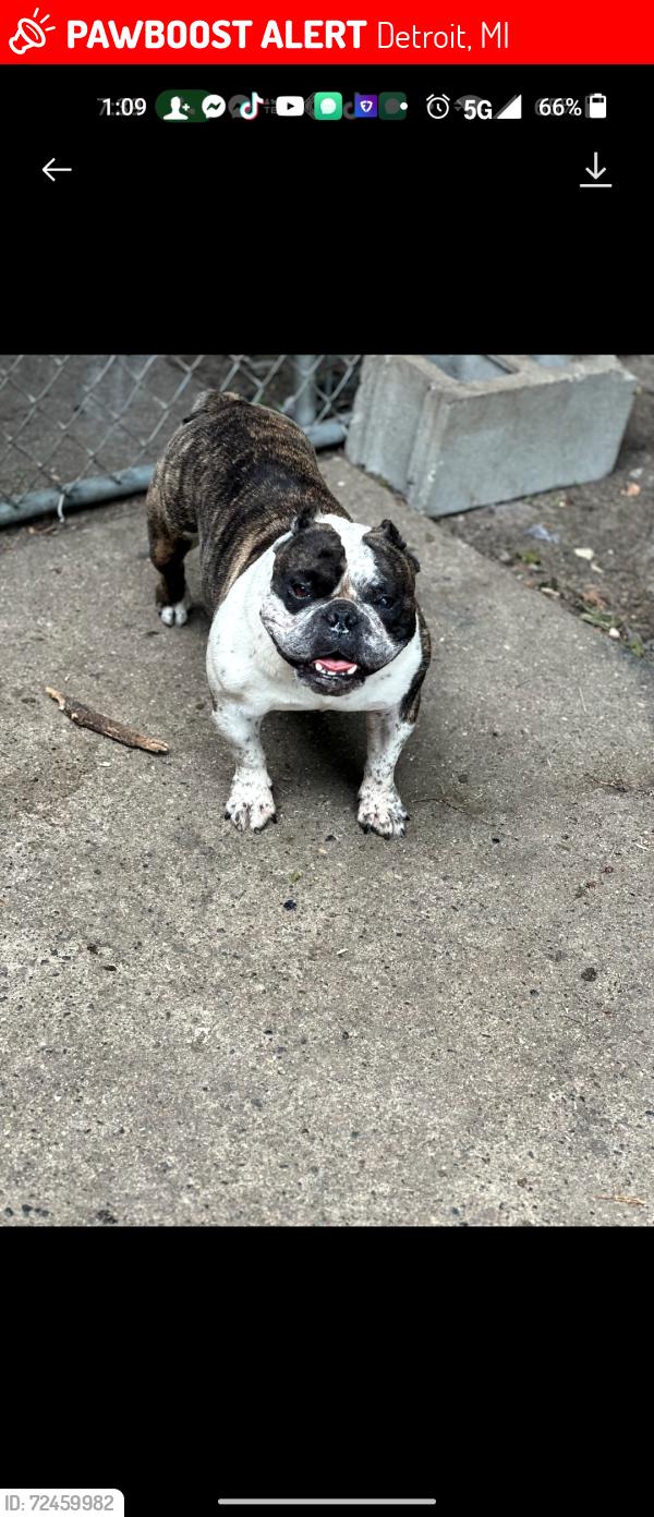 Detroit, MI Lost Female Dog, Tiny Is Missing | PawBoost