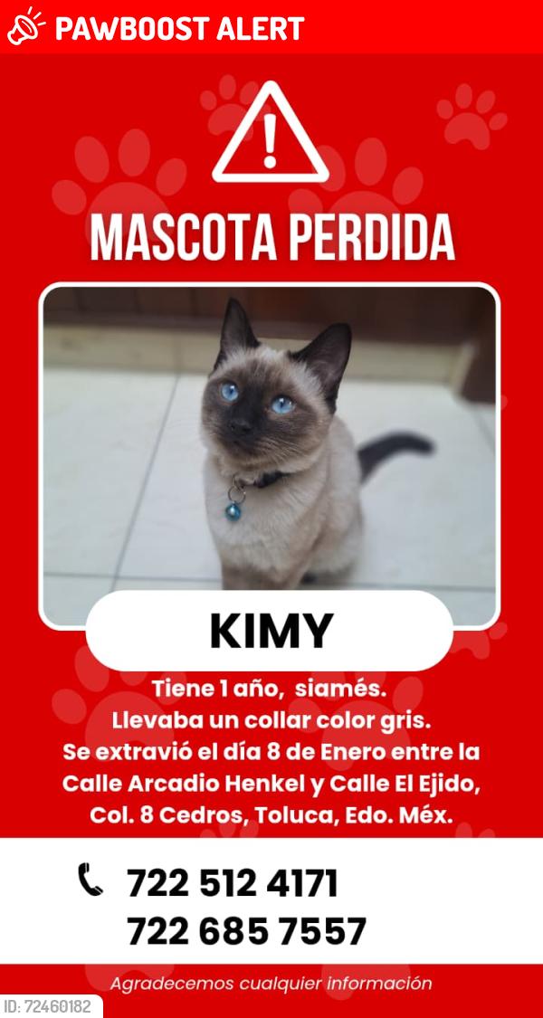 Toluca de Lerdo, Méx. Lost Female Cat, Kimy Is Missing | PawBoost