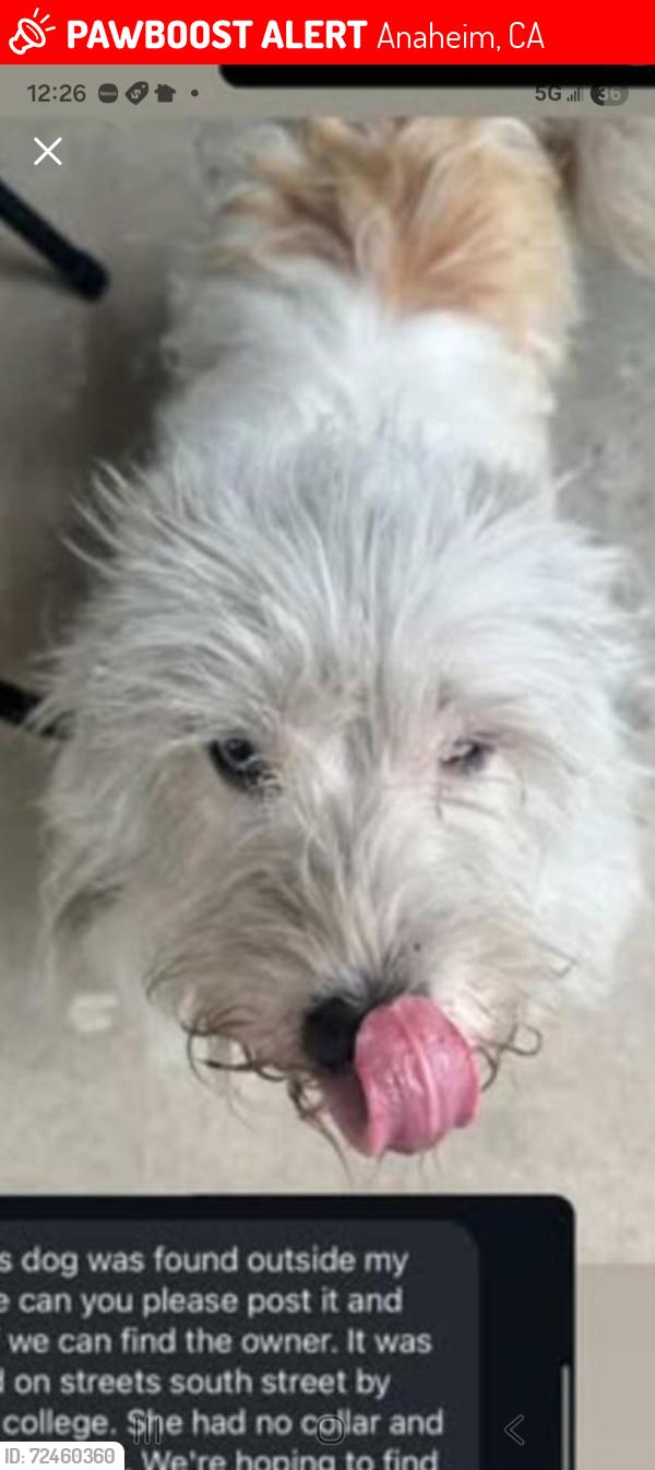 Anaheim, CA Lost Female Dog, Milly Is Missing | PawBoost