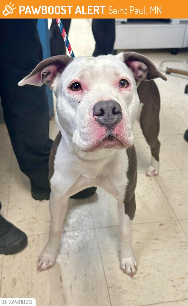 Saint Paul, MN Stray Female Dog Found Near McLean and Frank | PawBoost