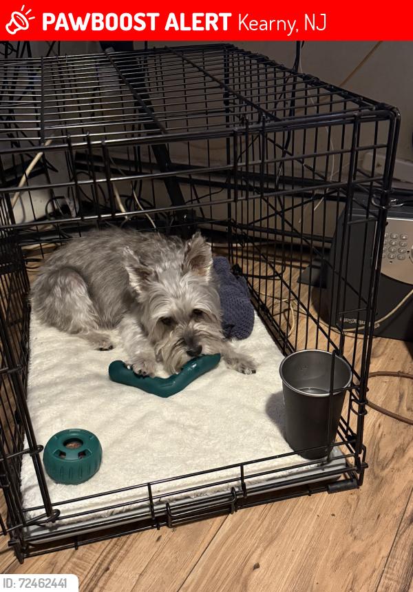 Kearny, NJ Lost Female Dog, Frankie Is Missing | PawBoost