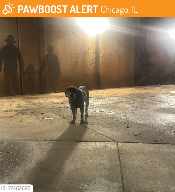 Chicago, IL Stray Dog Found Near Near 79th Street & W Columbus Ave ...