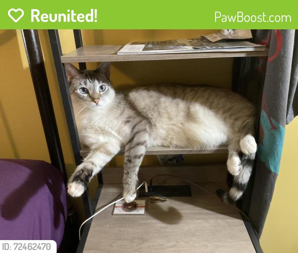 Reunited Female Cat in Columbus, OH 43228 (ID: 72462470) | PawBoost
