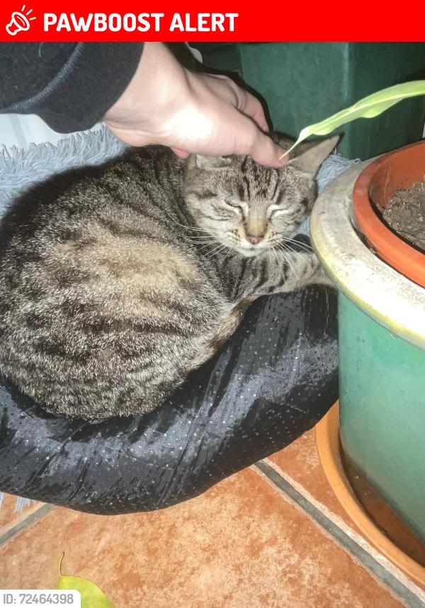 Newry, Mourne and Down, Northern Ireland Lost Cat, Tabitha Is Missing ...