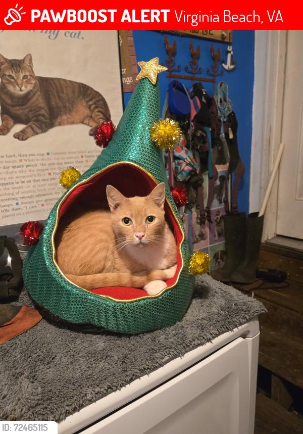 Virginia Beach, VA Lost Male Cat, Colonel Sanders Is Missing | PawBoost