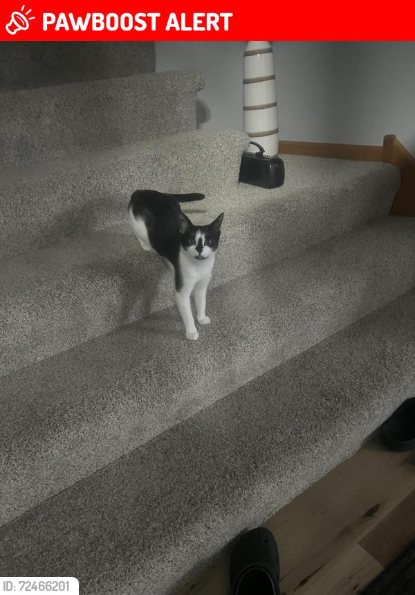 Inver Grove Heights, MN Lost Female Cat, Oreo Is Missing | PawBoost