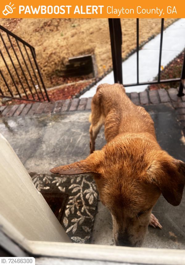 Clayton County, GA Stray Dog Found Near Rock Creek Drive and Ashbury ...