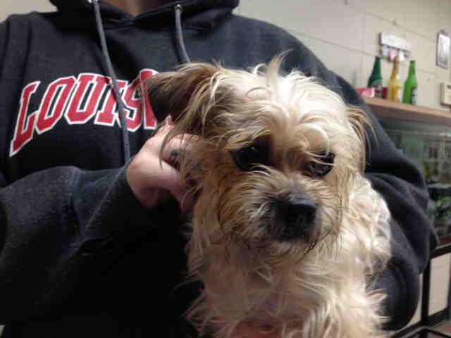 Watterson Park, KY Lost Male Dog, Rascal Is Missing | PawBoost